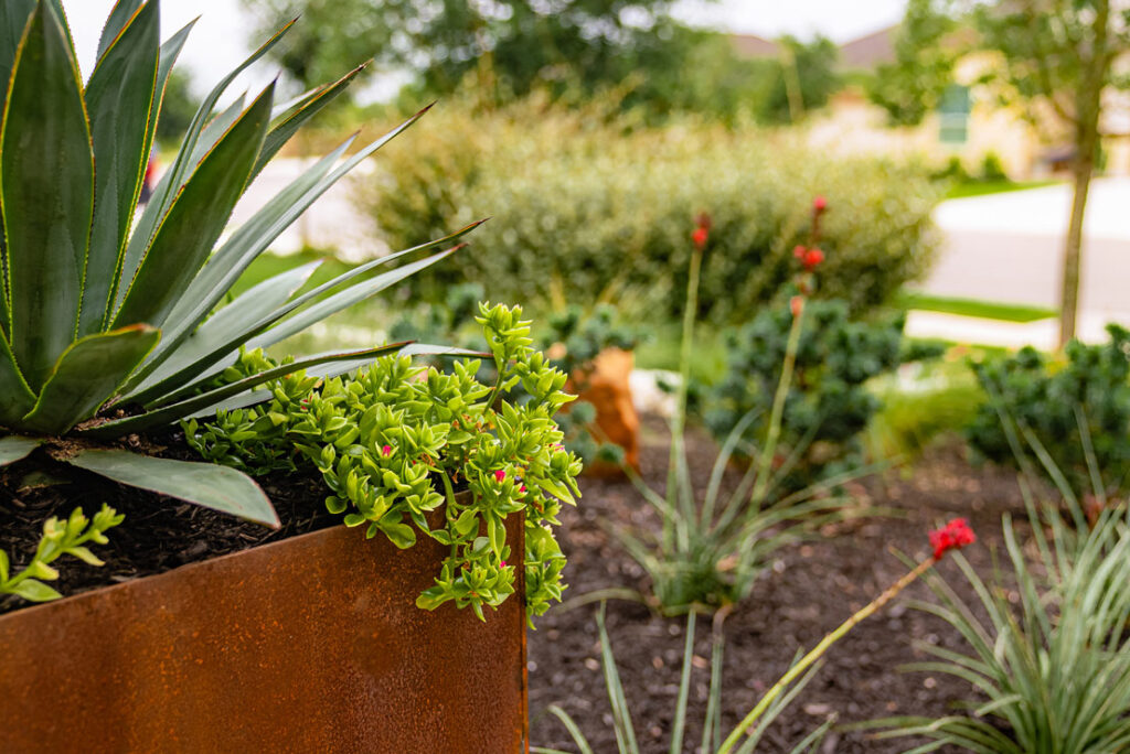 Iridescent - Agave Landscape Design